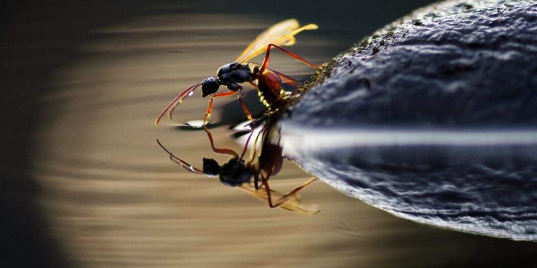 À la découverte de la fourmi panda : zoom sur cet insecte atypique