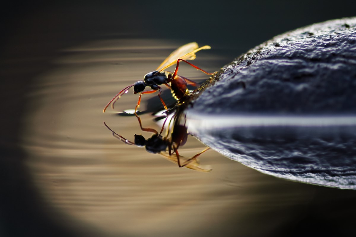 À la découverte de la fourmi panda : zoom sur cet insecte atypique