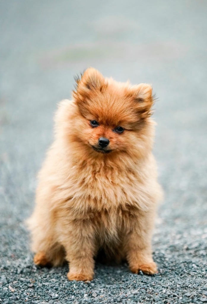 Nom De Chien Original Et Court Pour Une Femelle Quel Pr nom Pour Une Nom De Chien Original Et Court Pour Une Femelle Quel Pr nom Pour Une