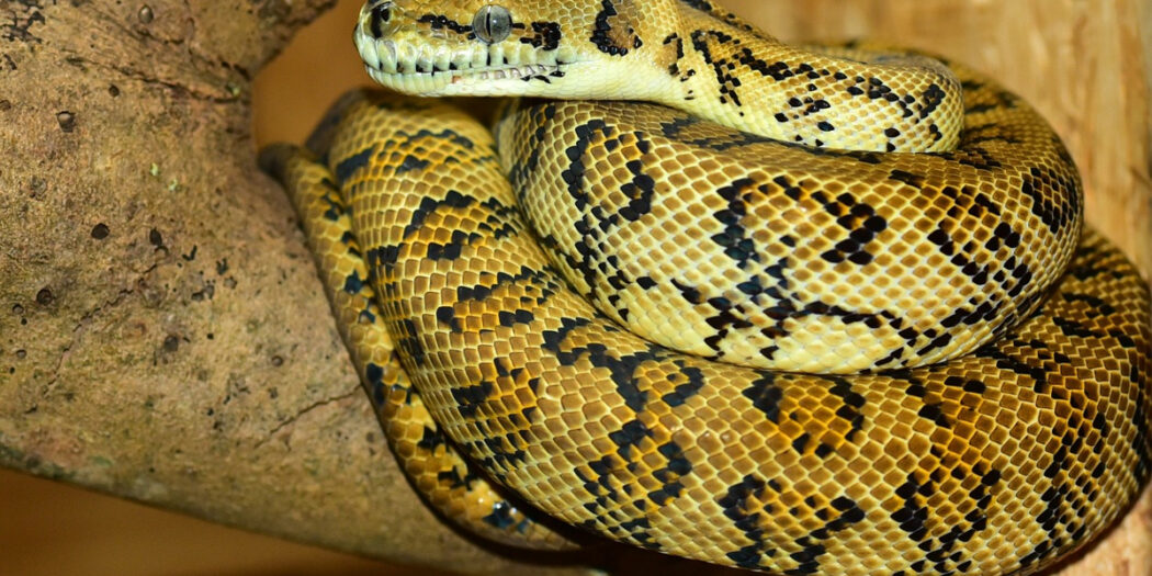 Le plus grand serpent du monde : mythe ou réalité