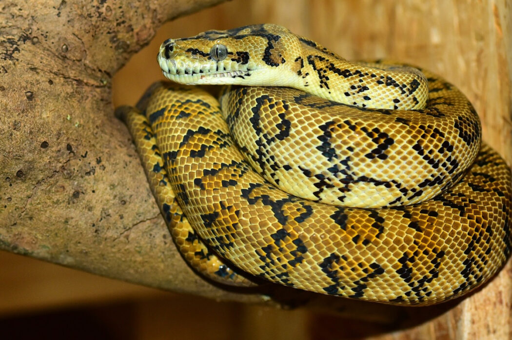 Le plus grand serpent du monde : mythe ou réalité